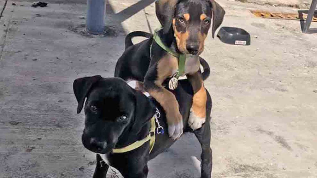 Contrataron como vigiladores a dos perritos que rescataron de la calle