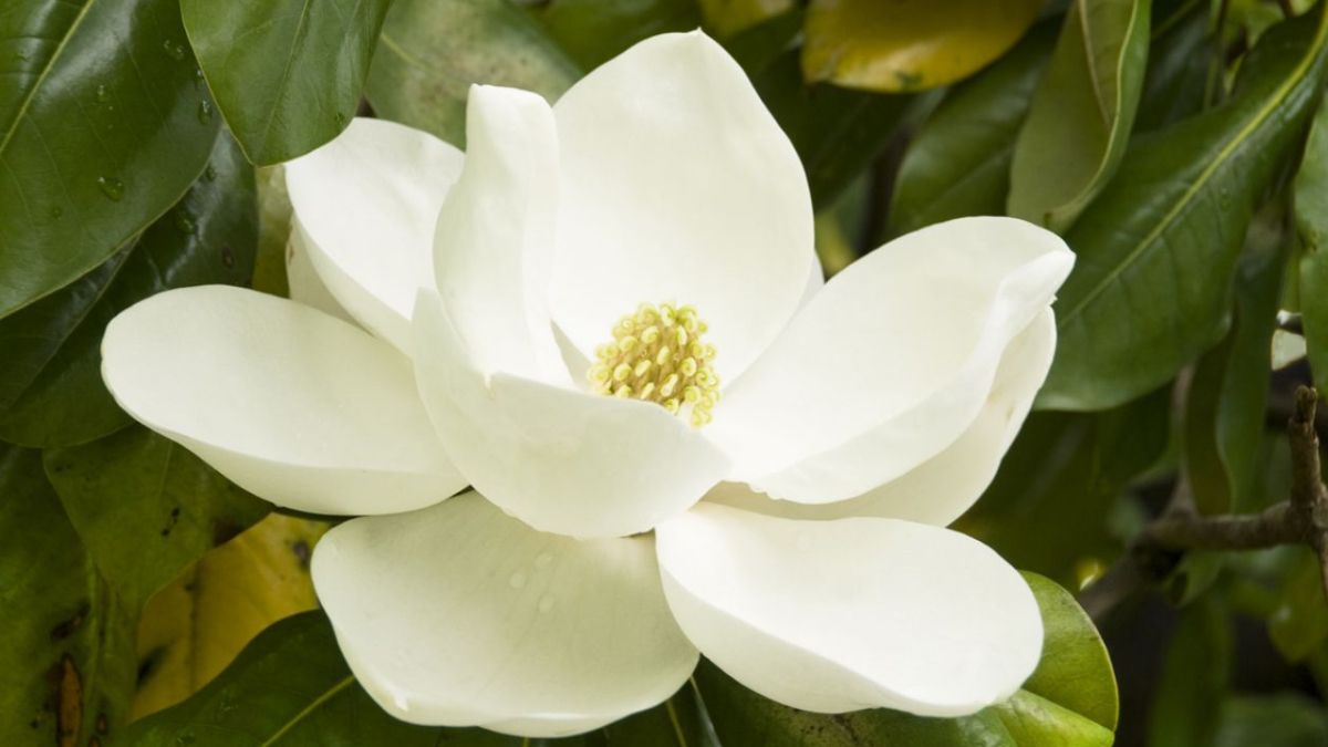 Toma nota del truco para cultivar magnolias en maceta