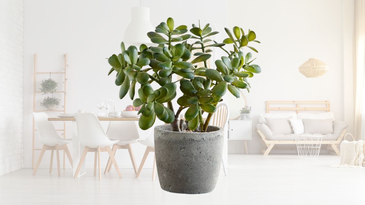 Las 3 reglas para que un árbol de jade active sus poderes de buena suerte y dinero