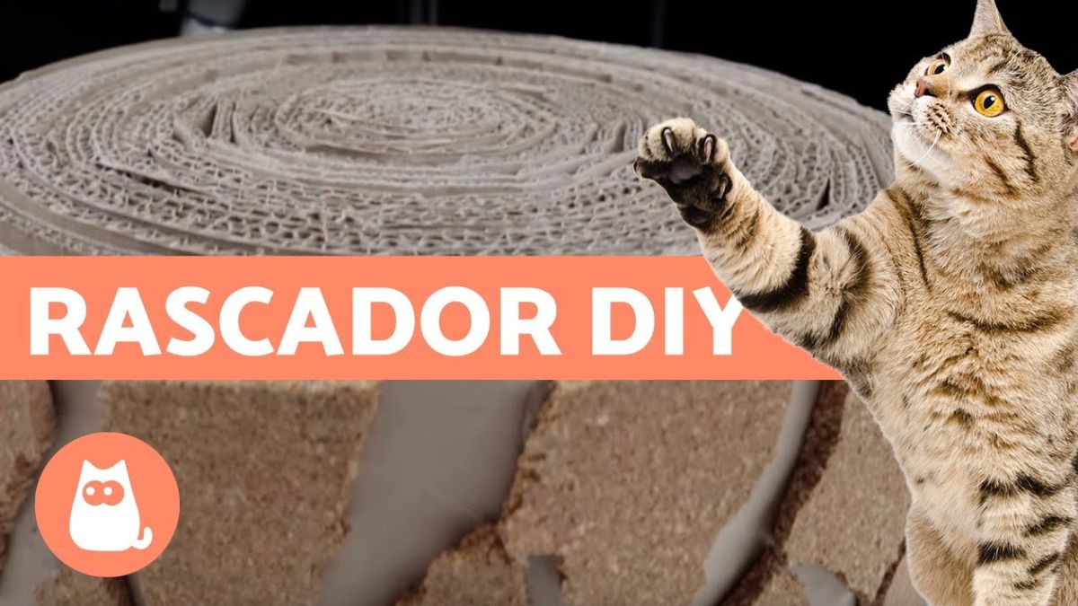 Recicla cartón de huevo en está fabulosa idea para los gatos del hogar