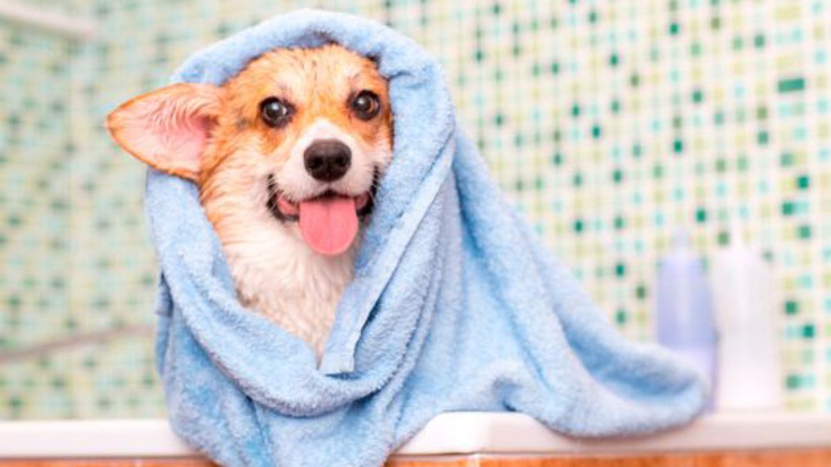 Los mejores trucos para tener en cuenta a la hora de bañar a tu mascota