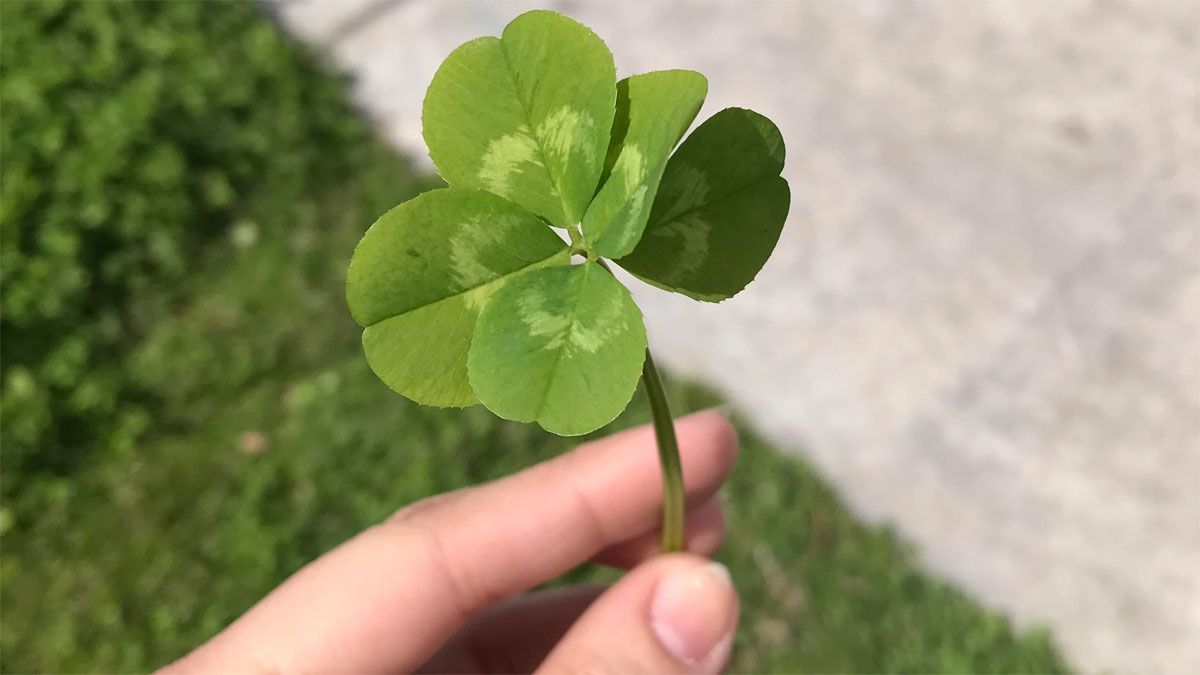 Qué significa un trébol de cinco hojas y qué probabilidad hay de ...