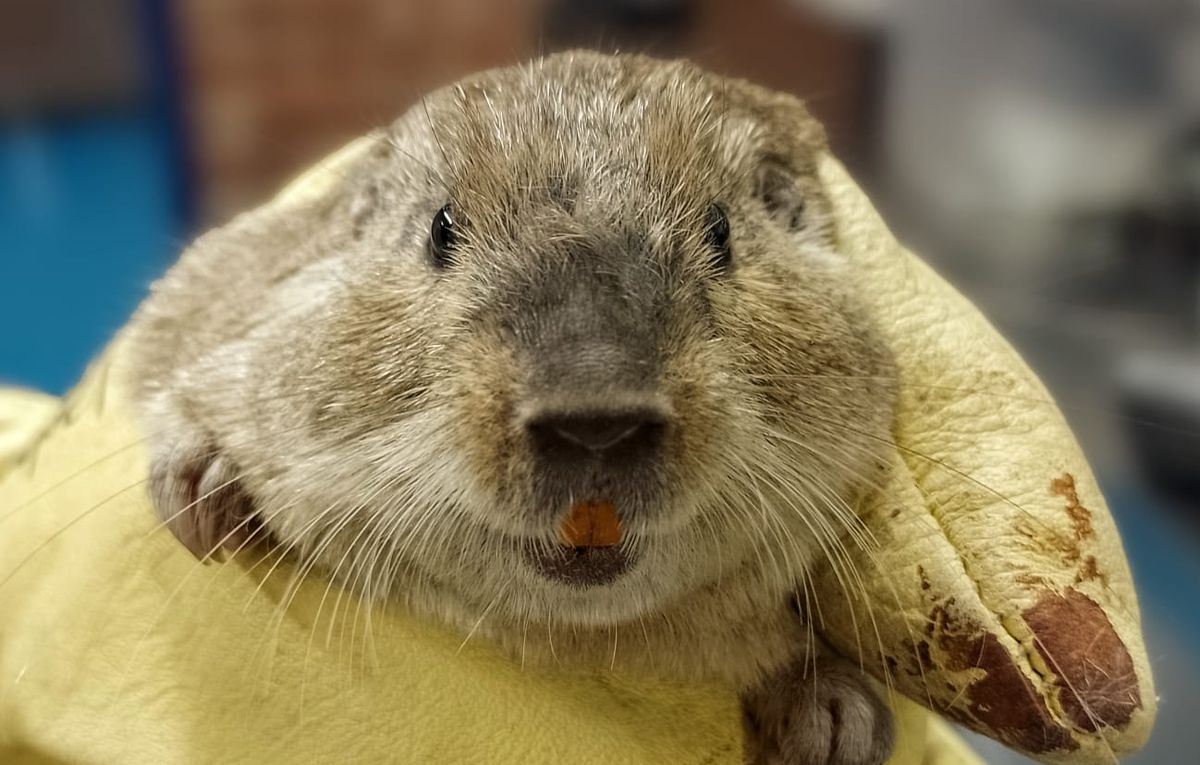 Investigadores hallaron una especie única de roedor que vive en Agrelo ...