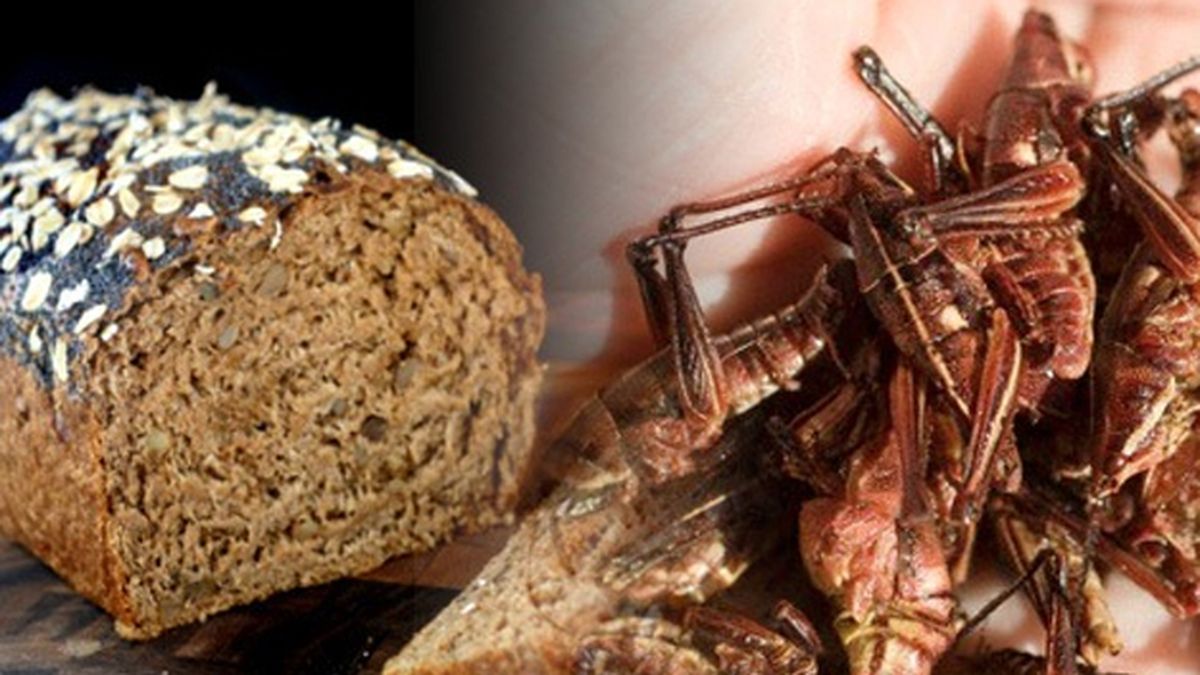 Pan de insectos: estudiantes ganan premio por crear una fuente ...
