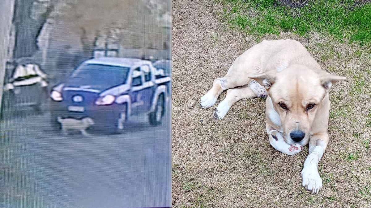Una camioneta de Guaymallén atropelló a un perro, escapó y todo quedó ...