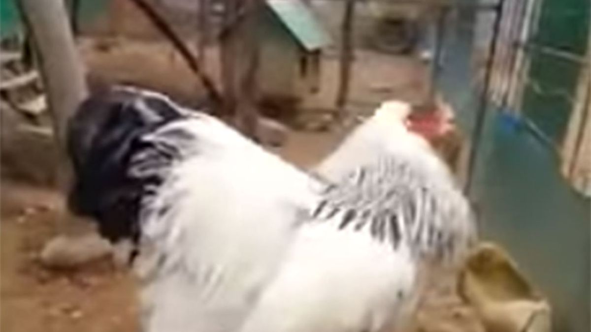 Video: súper gallo gigante es la sensación en las redes