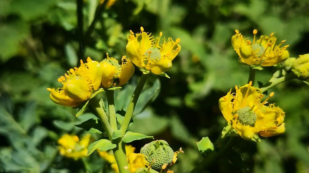 Qué significa saludar a la ruda del jardín cuando volvemos a casa
