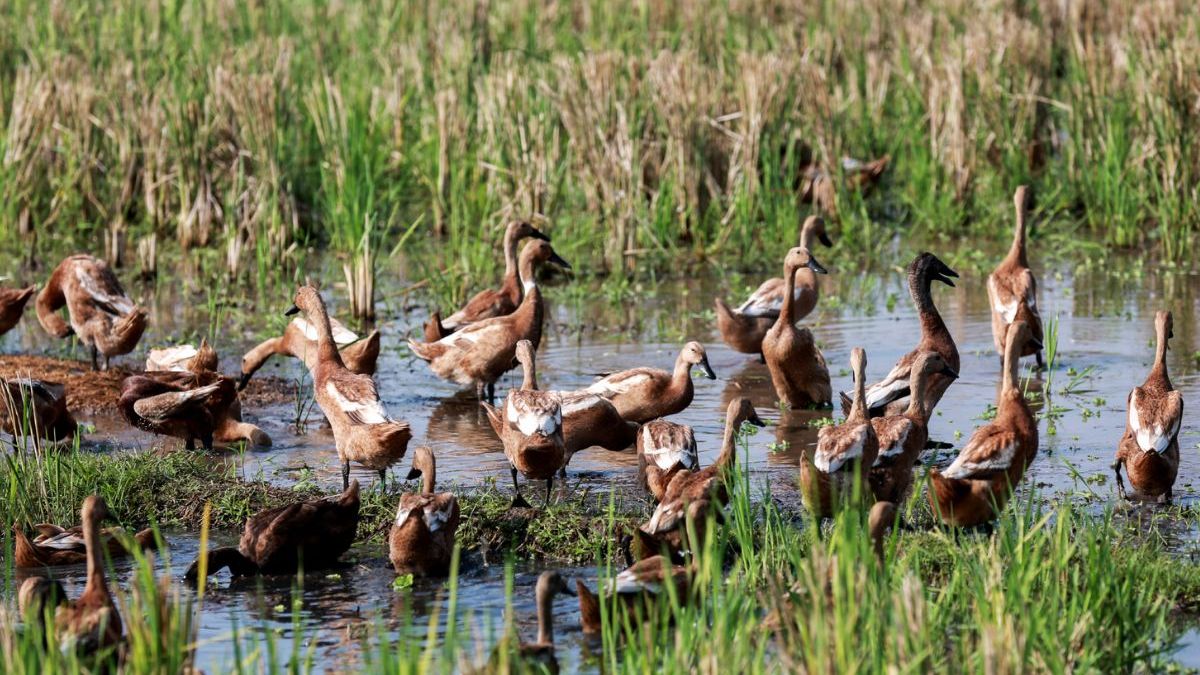 El único país que pone a trabajar miles de patos en sus campos: eleva ...