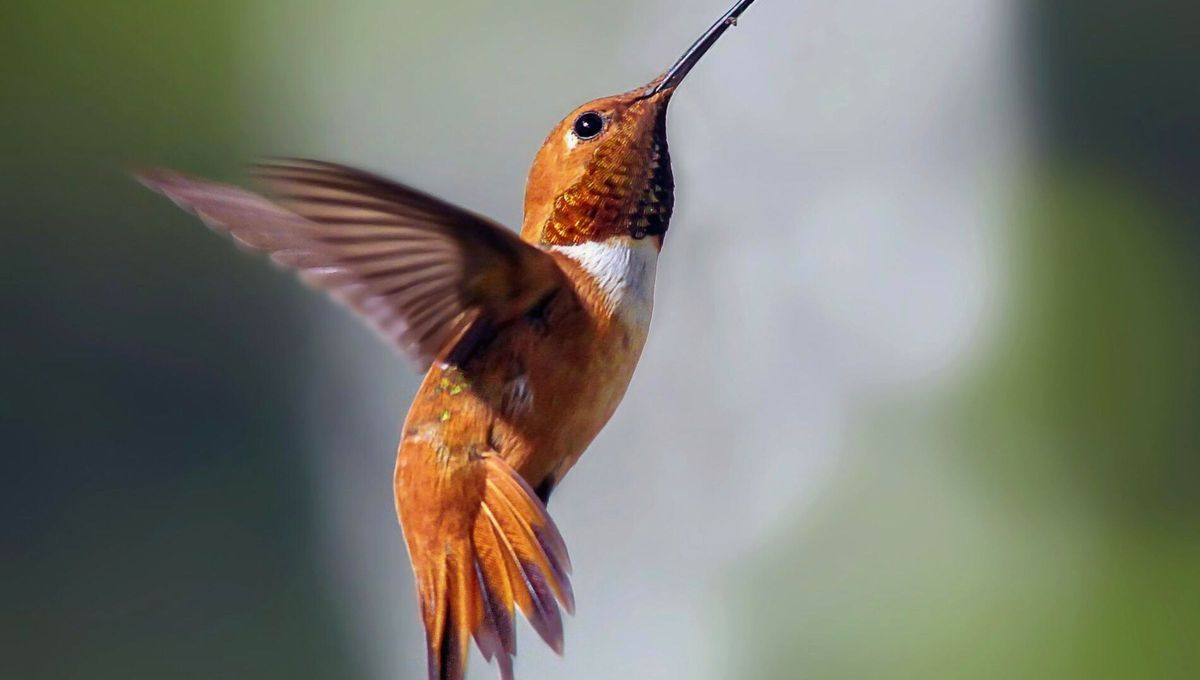 El misterio del colibrí naranja: ¿qué quiere decir si una persona lo ve?