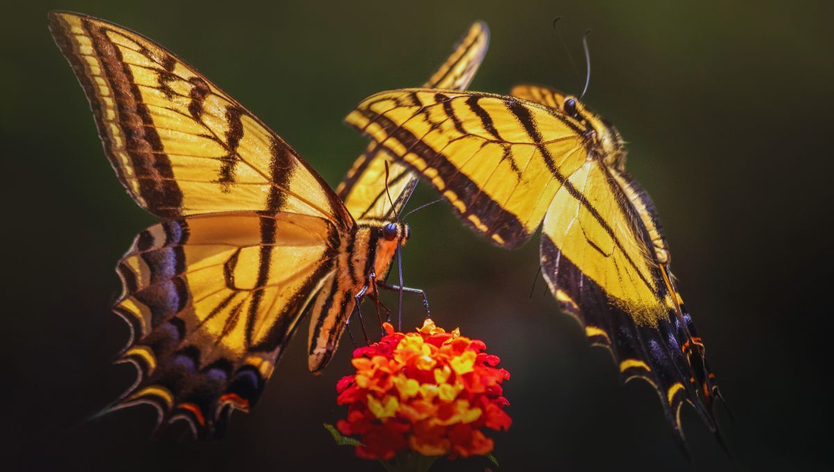 Un estudio científico explica como las mariposas obtienen su color