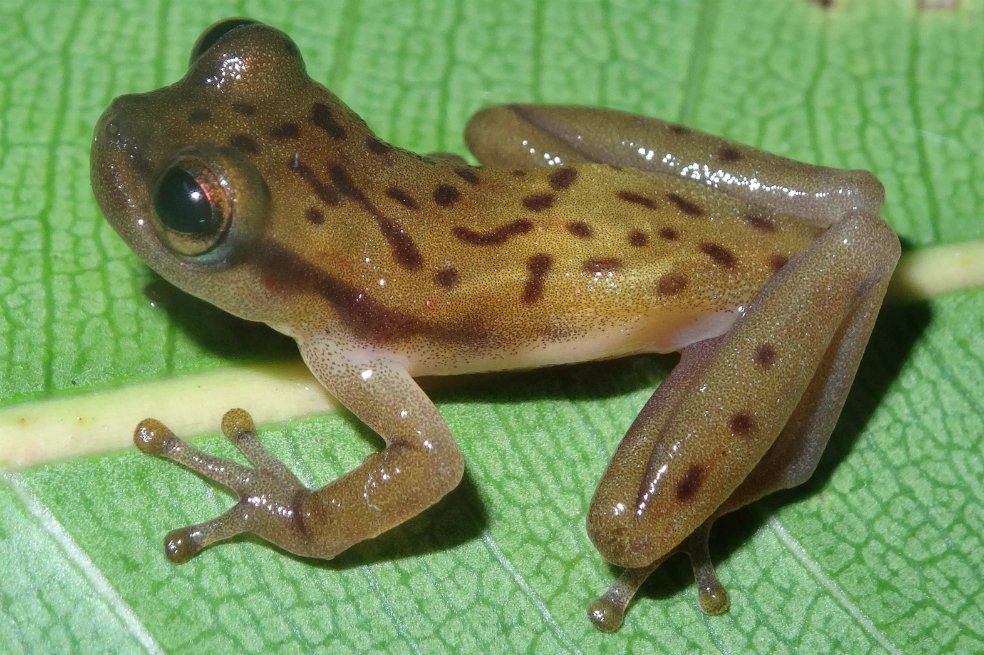 Nombre de nueva especie de rana descubierta en Brasil homenajea a Jorge ...