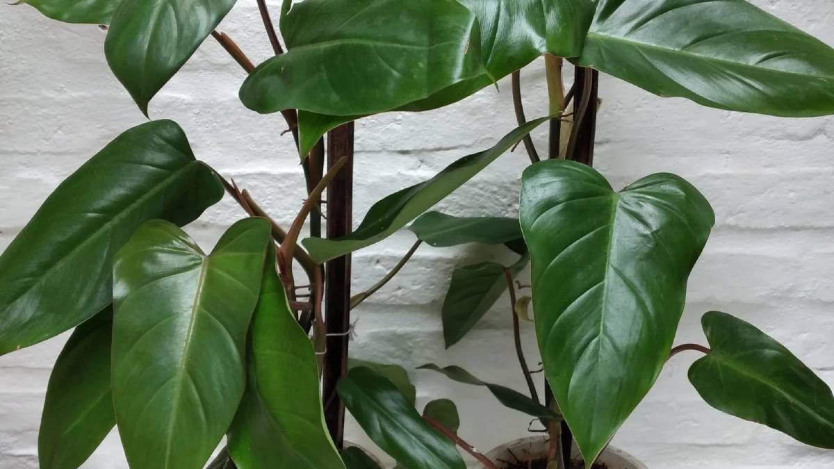 Filodendros: las plantas de interior que son tendencia y muy fáciles de ...