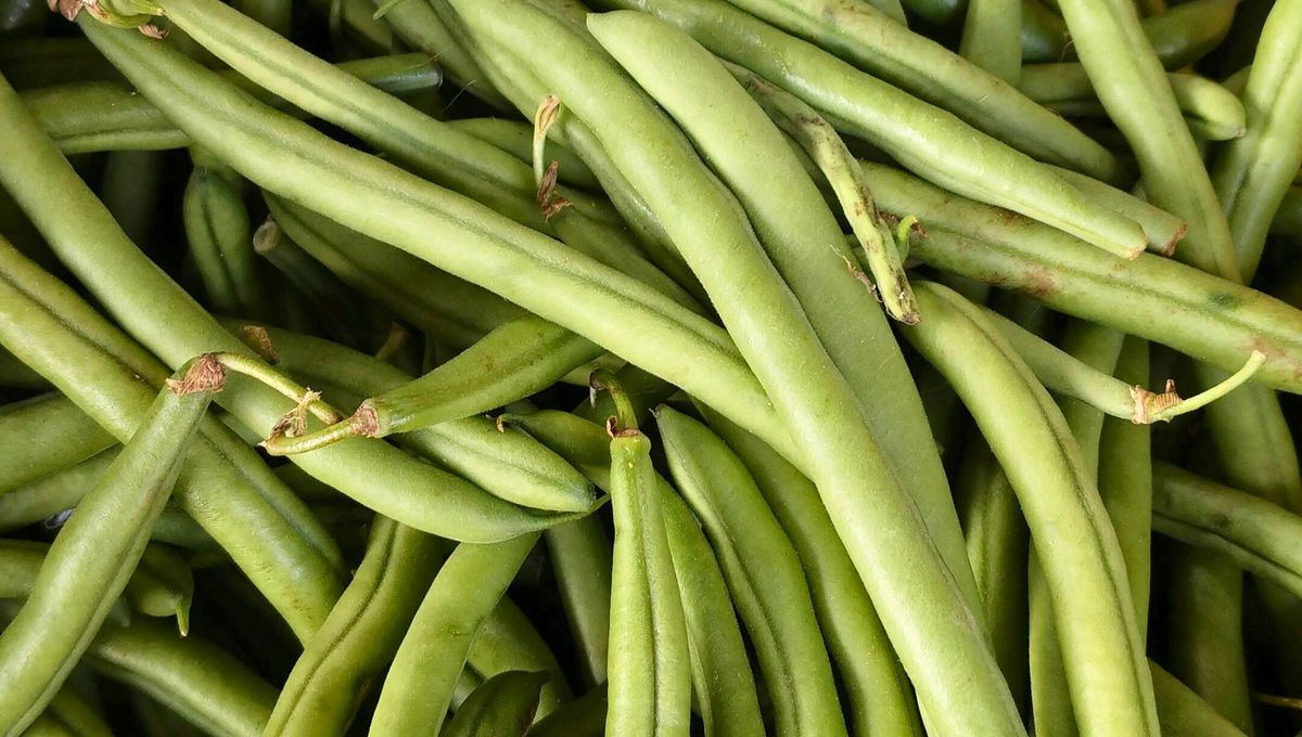 Chaucha o epazote: la planta cuyas semillas son un tesoro para la salud