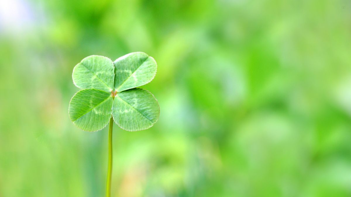 ¿Qué significado tiene cada hoja del trébol de 4 hojas?