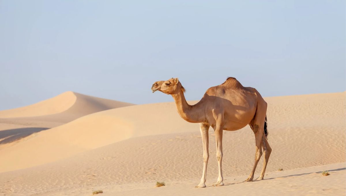 No es el caballo: el animal que utilizaban los ejércitos y que bebe 40 ...