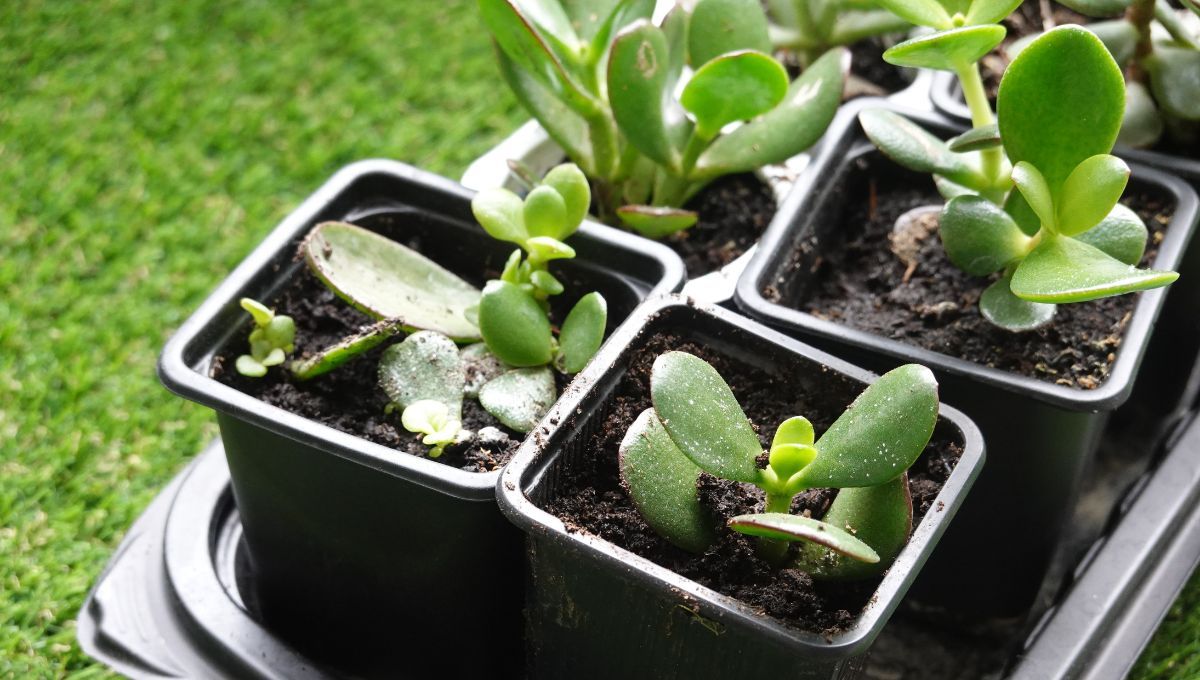 ¿Cómo tener un árbol de Jade partiendo desde una hoja o una rama?