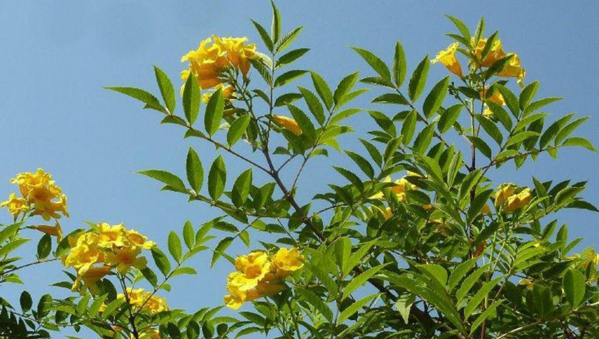 El árbol resistente, hermoso y adaptable perfecto para el jardín
