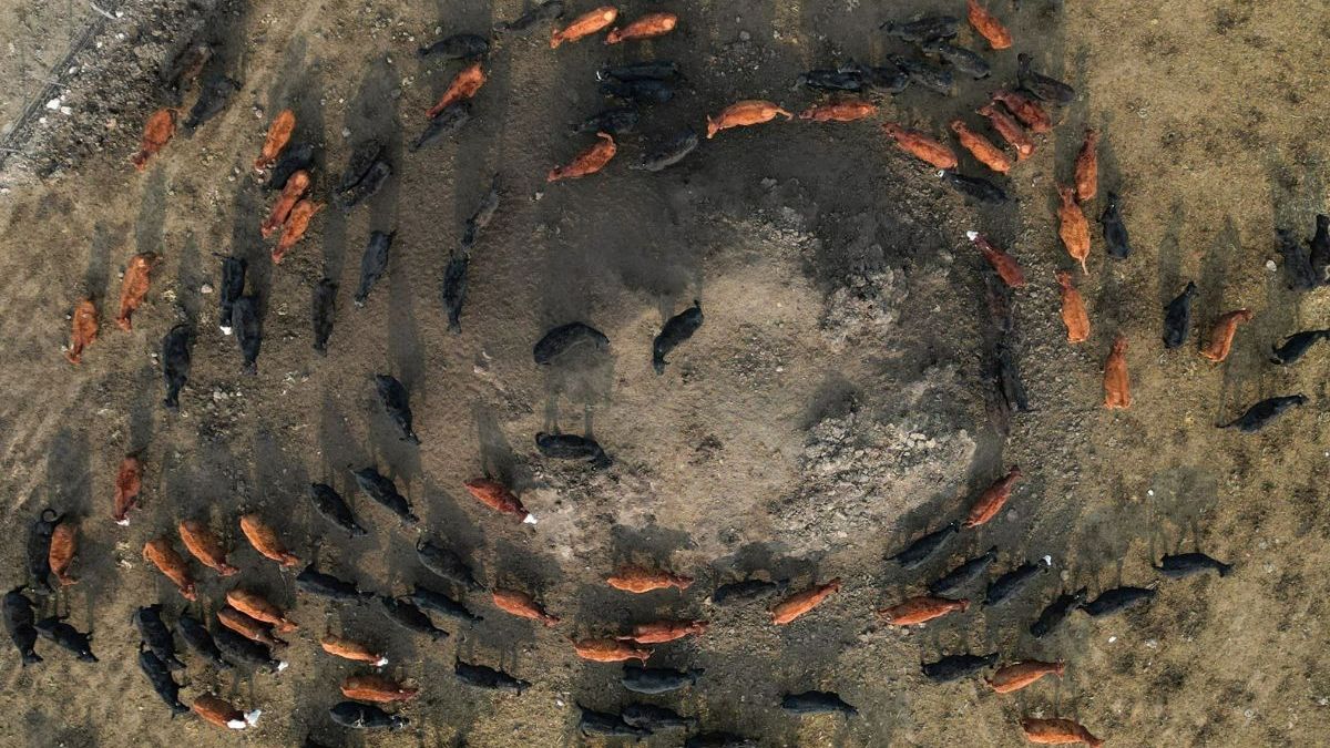 Tras 130 años, un rebaño de vacas abandonado en una isla desierta deja ...
