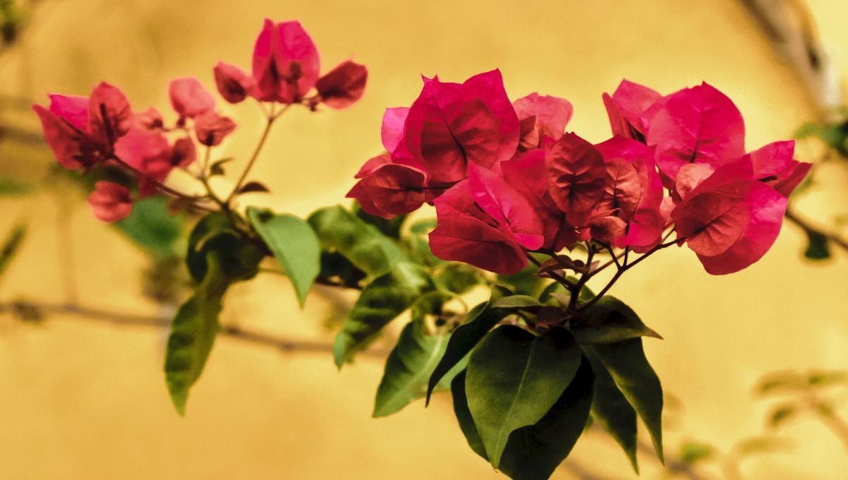 Cómo preparar té de Santa Rita, la flor de potente color rojo fucsia