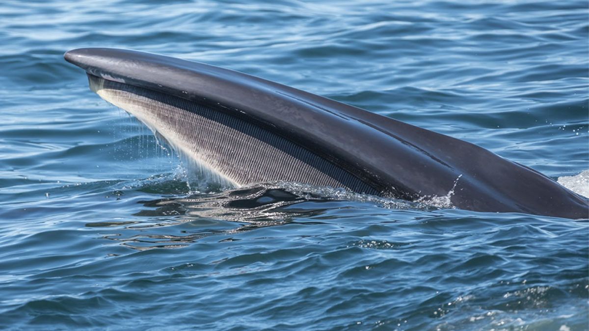 Hallaron un animal que se creía extinto y deja atónitos a toda la ...