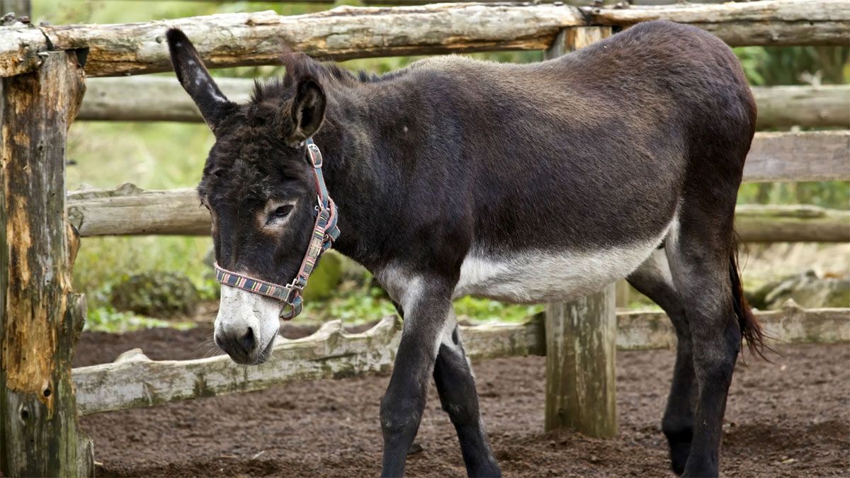 Cuáles son las diferencias que hay entre un burro, una mula y un asno