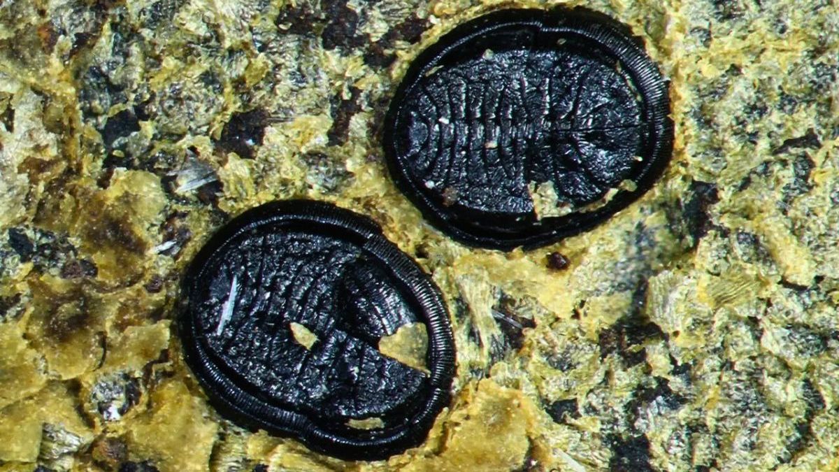 Descubren en Nueva Zelanda un extraño y diminuto insecto que vivió hace ...