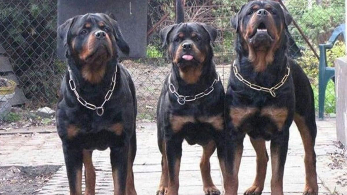 Un niño de 11 años está en grave estado tras ser atacado por tres perros rottweilers