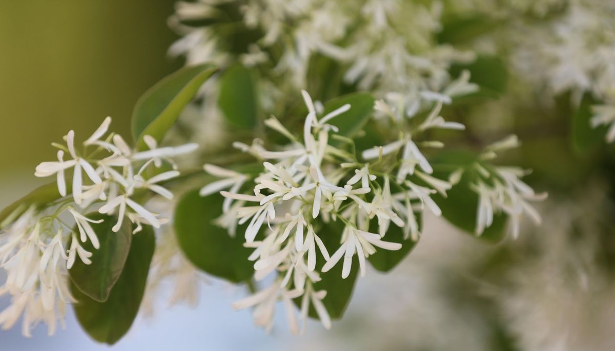 El árbol que inunda de perfume el jardín y se puede cultivar en maceta
