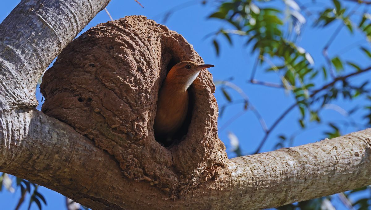 Qué significa que un hornero elija tu hogar para armar su nido