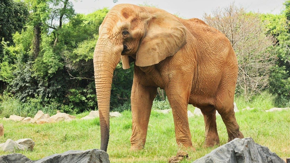 El descubrimiento sin precedentes sobre los elefantes que los acerca a ...