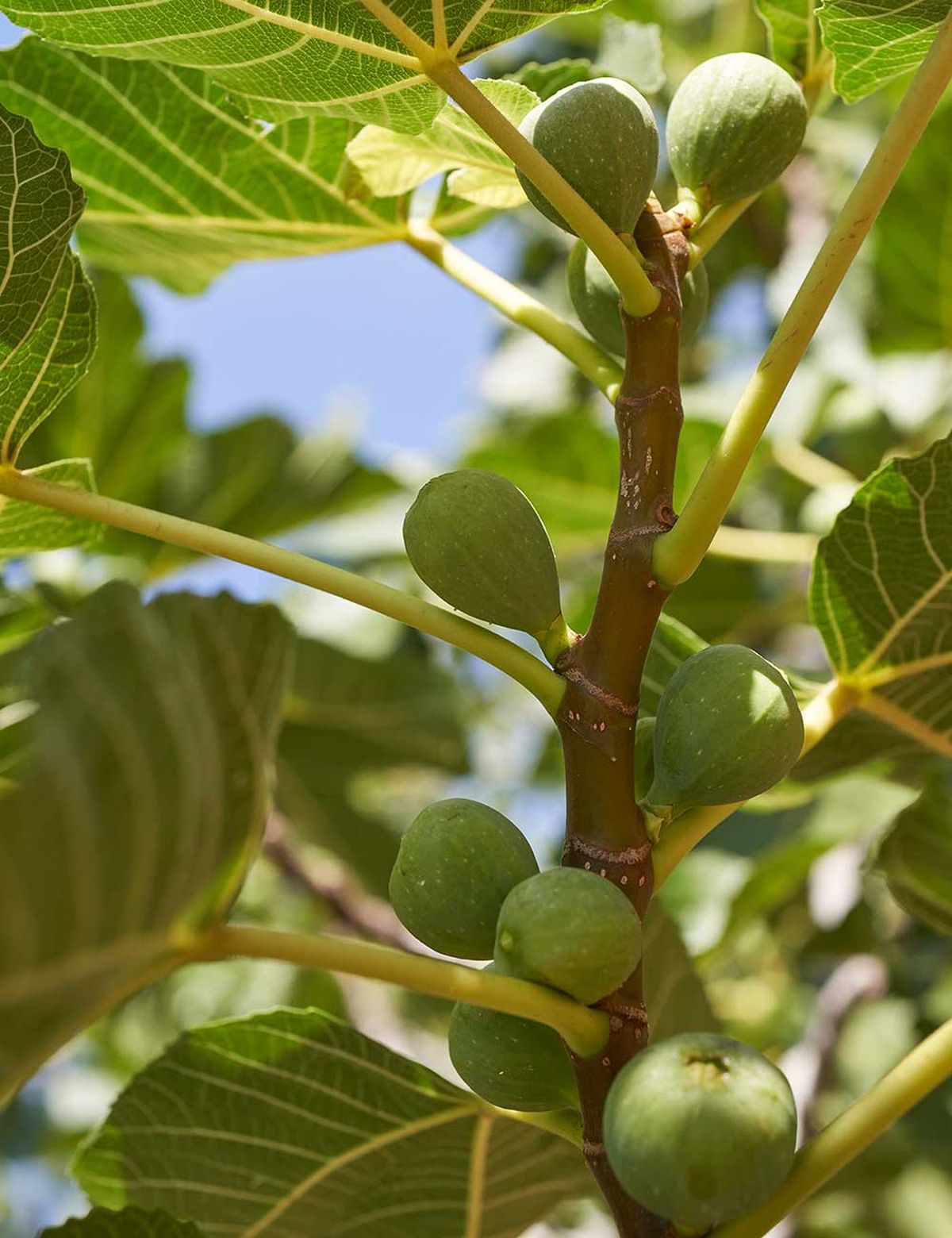 Cómo conseguir una buena cosecha de higos