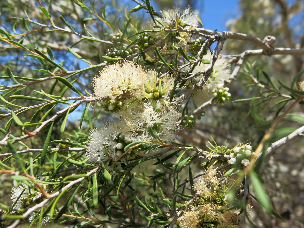 Cómo plantar en tu jardín el árbol de té, que tiene propiedades ...