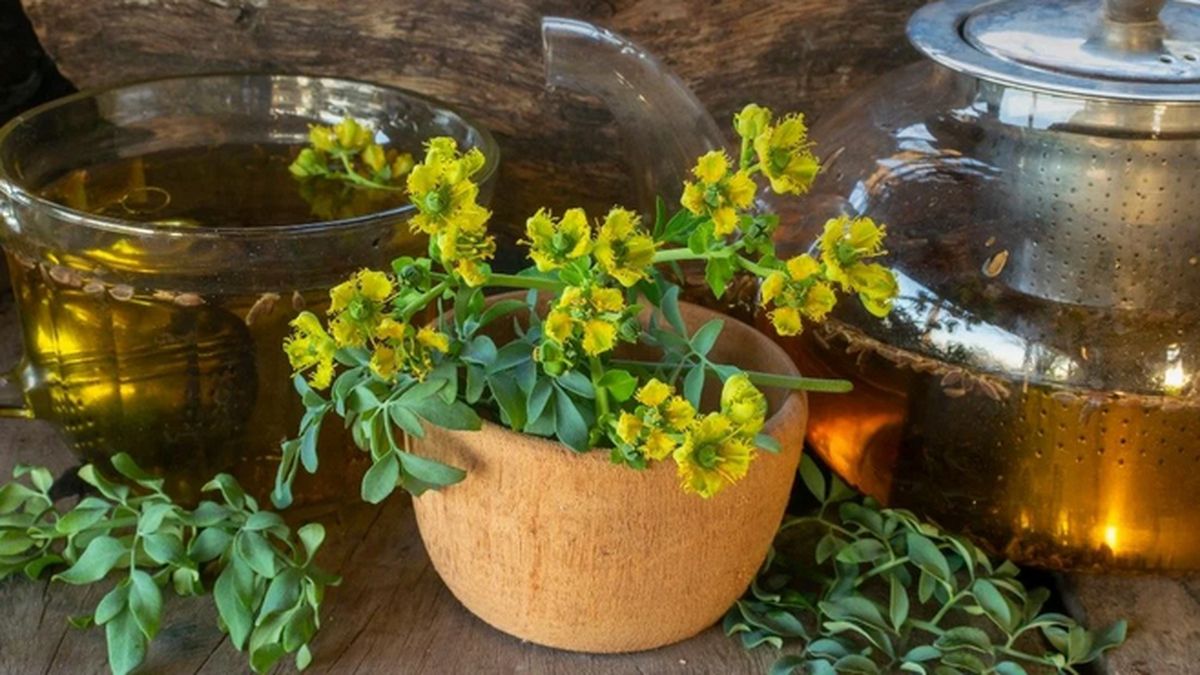 Qué significa regalar una RUDA del jardín de casa