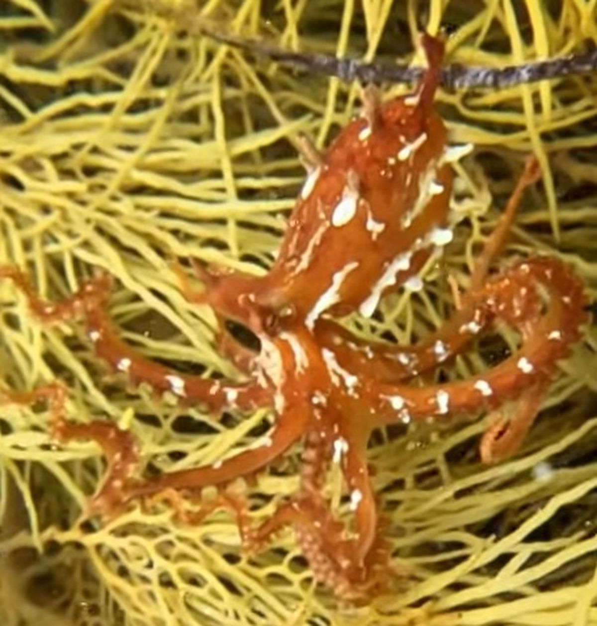 Descubrimiento en las profundidades del mar: apareció el animal más ...