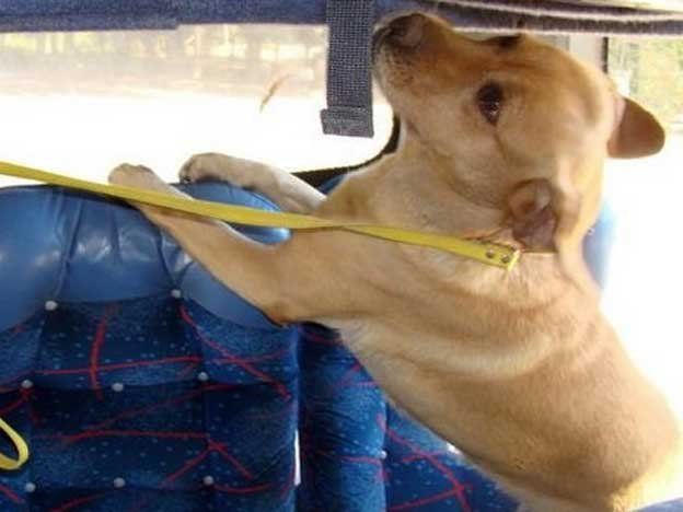 Un perro encontró 25 kilos de cocaína en un ómnibus que se dirigía a ...