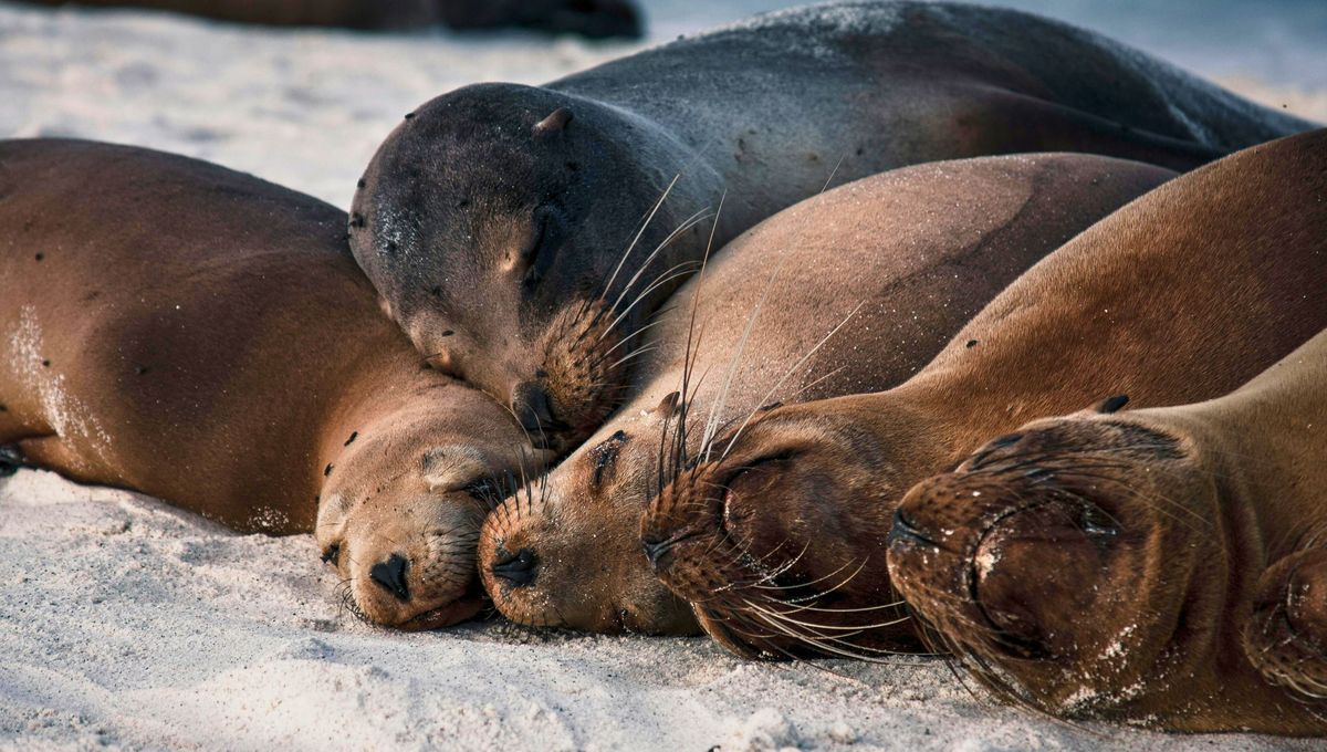 ¿Cuál es la diferencia entre foca, morsa y lobo marino?