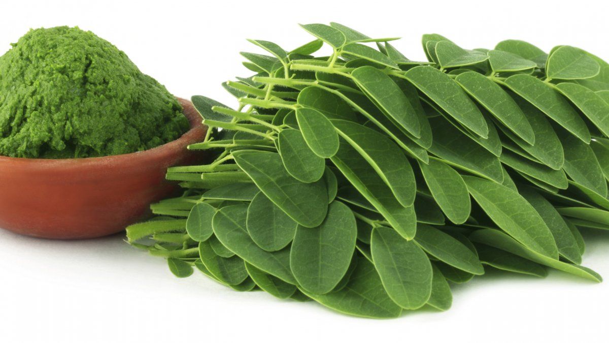 ¿Qué es y para qué sirve la moringa?