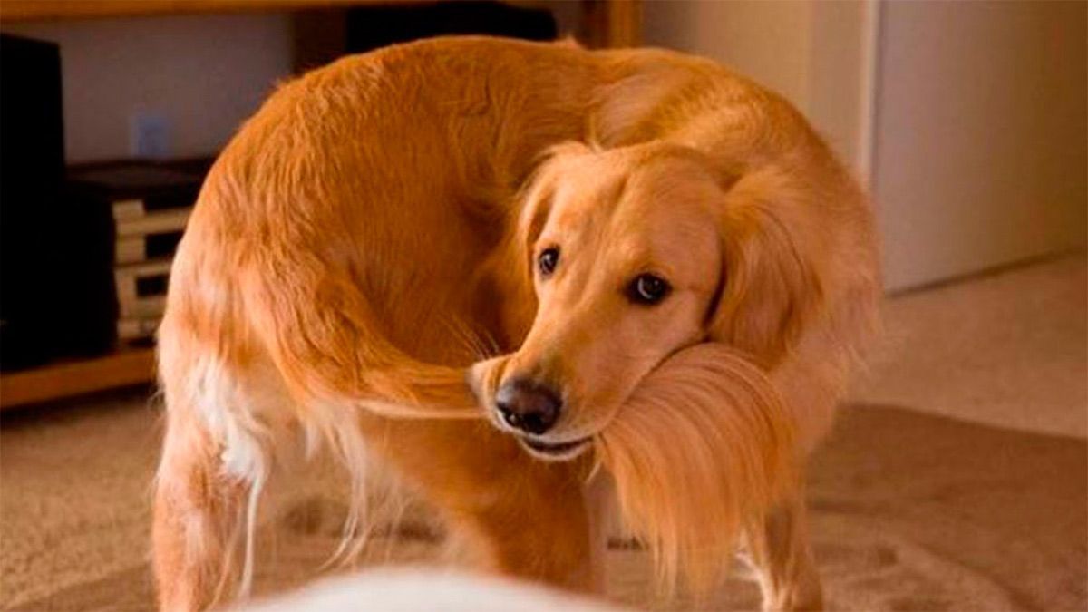 Qué significa que mi perro camina en círculos mordiéndose la cola