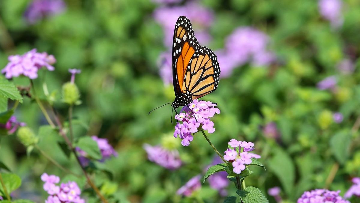 Las plantas que debes tener en tu jardín para atraer mariposas