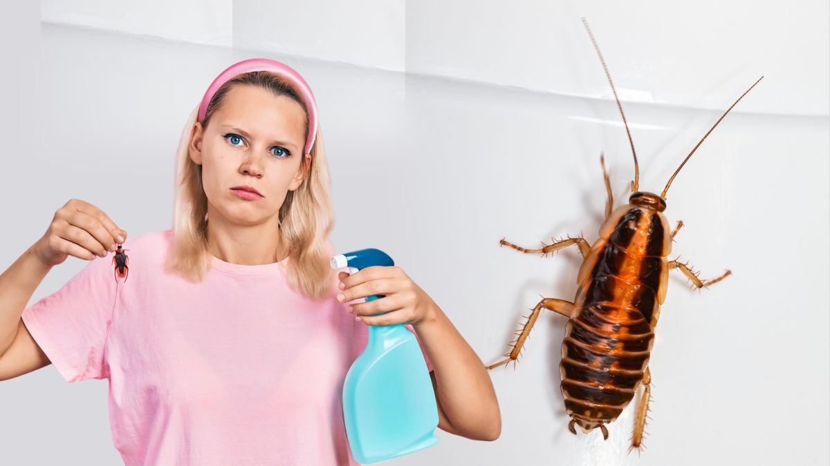 Elimina las cucarachas de tu cocina con este truco natural y sin utilizar peligrosos insecticidas