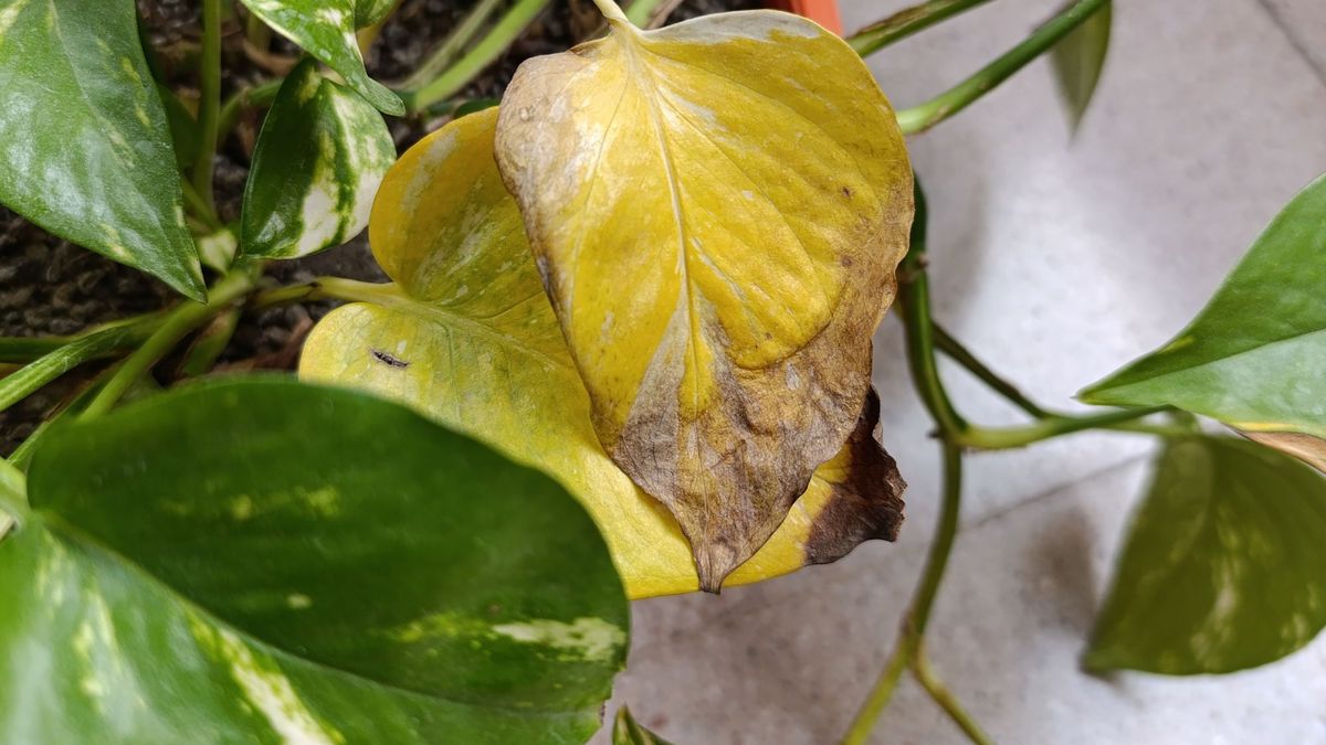 ¿Qué le pasa a mi potus? Te explico qué significa que tu planta de ...