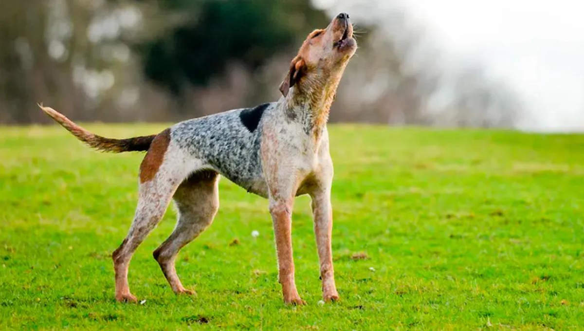 Qué significa el aullido de los perros y a qué se deben