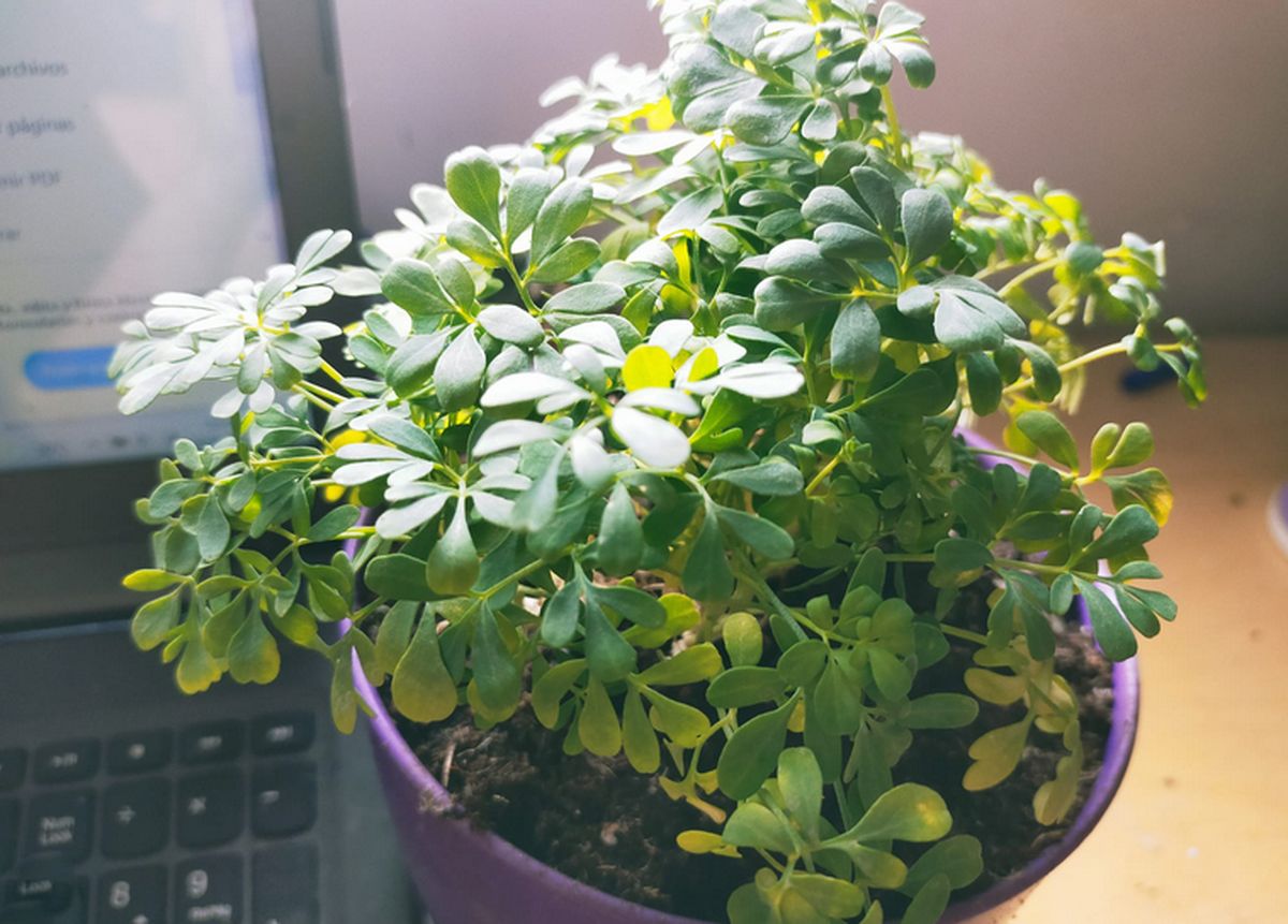 Qué significa tener la ruda en una maceta del jardín de casa