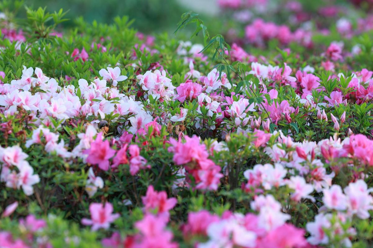 Cómo cuidar una planta de azalea para que crezca en maceta y se ...
