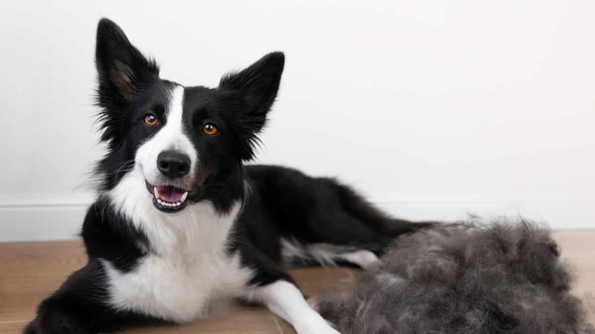 ¿Por qué a mi perro se le cae tanto pelo? Te explico qué significa que ...