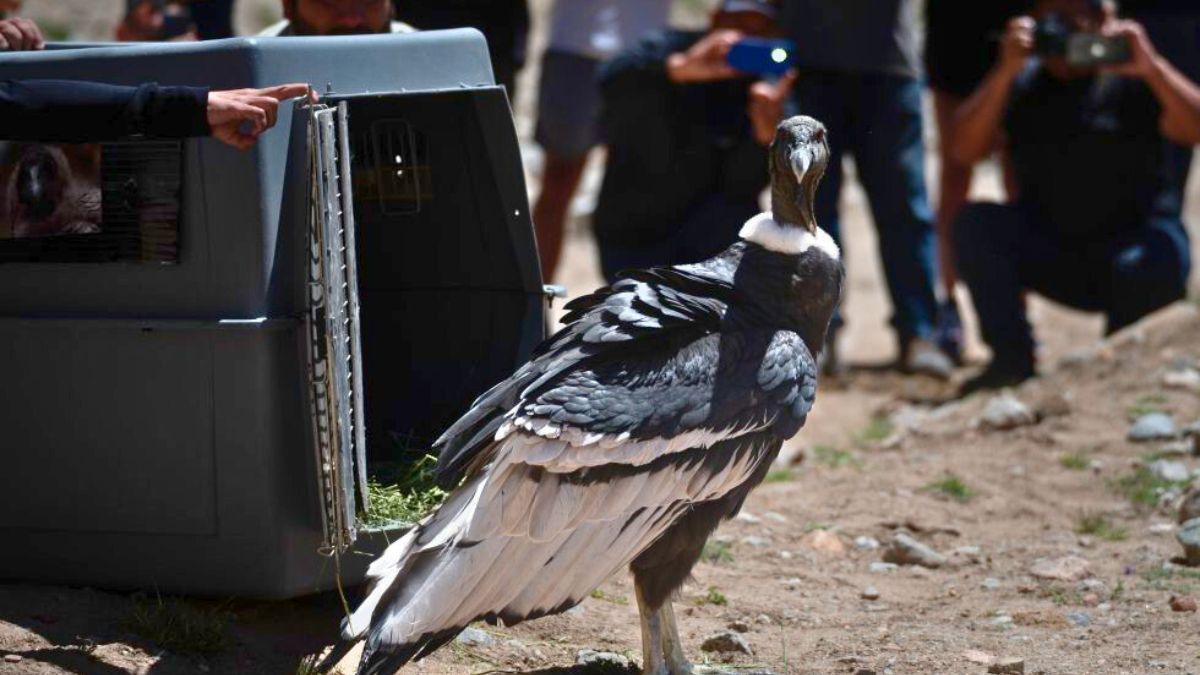 Un cóndor andino hallado herido en una casa de Tunuyán se recuperó y ...