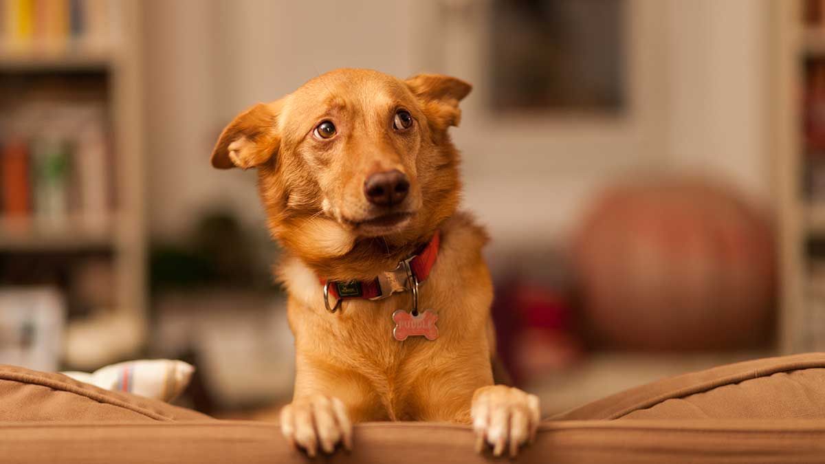 Las señales de que tu perro está viendo fantasmas