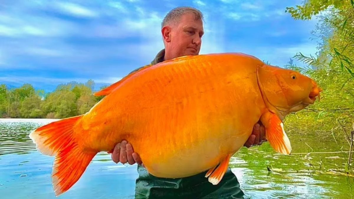 Video: pescaron un pez dorado de 30 kilos