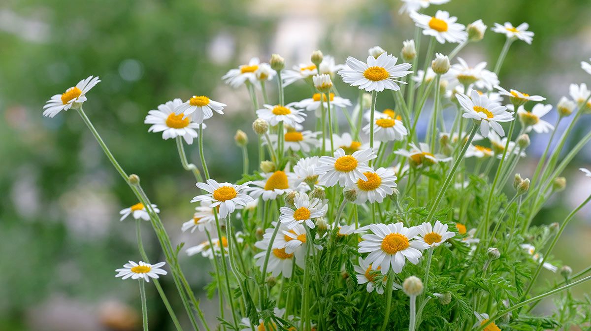 Los 4 beneficios del té de manzanilla que aliviarán tus días