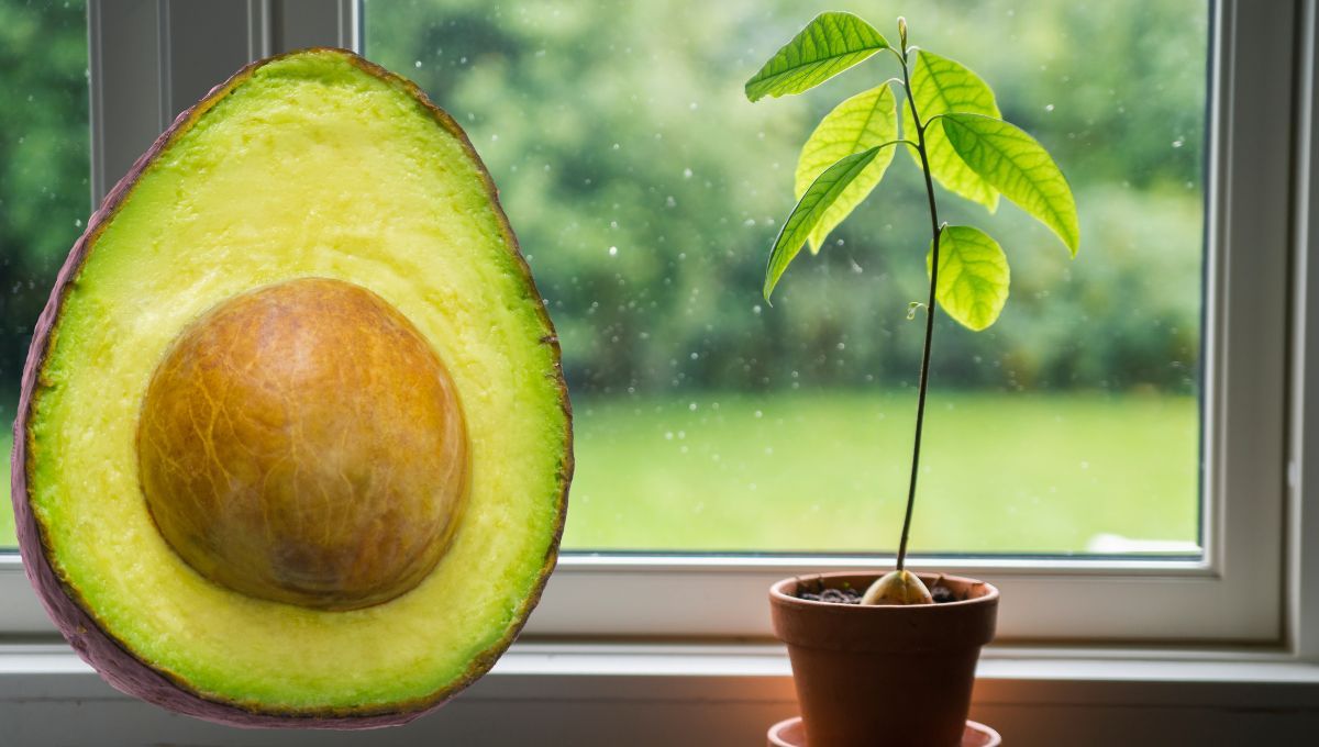Respira profundo y conoce cómo cultivar aguacate en maceta